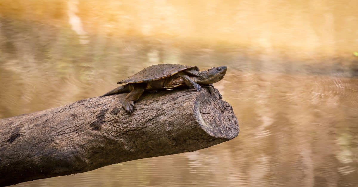 Native Turtles In Australia – The Turtle Hub