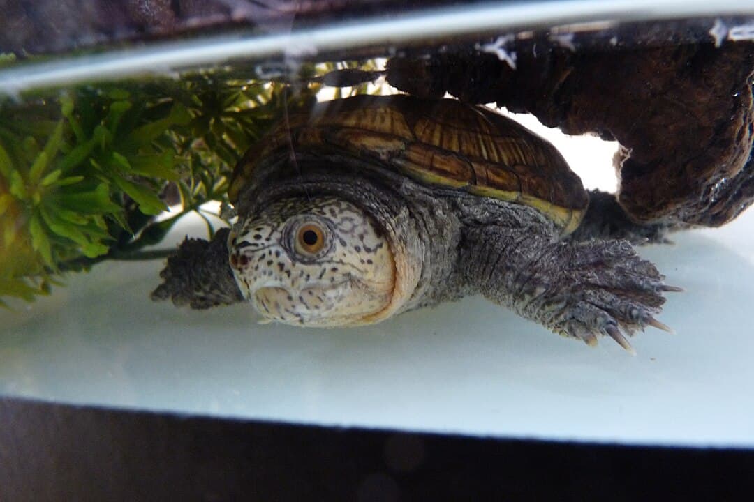 Claudius angustatus (Narrow-Bridged Musk Turtle) – The Turtle Hub