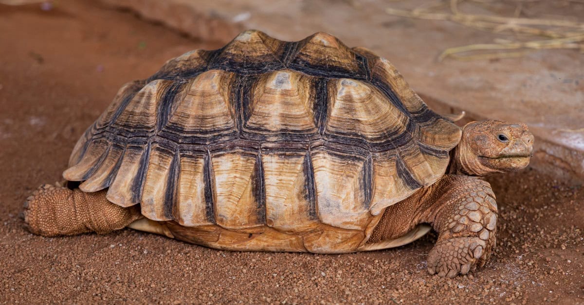 Astrochelys yniphora (Ploughshare Tortoise) – The Turtle Hub