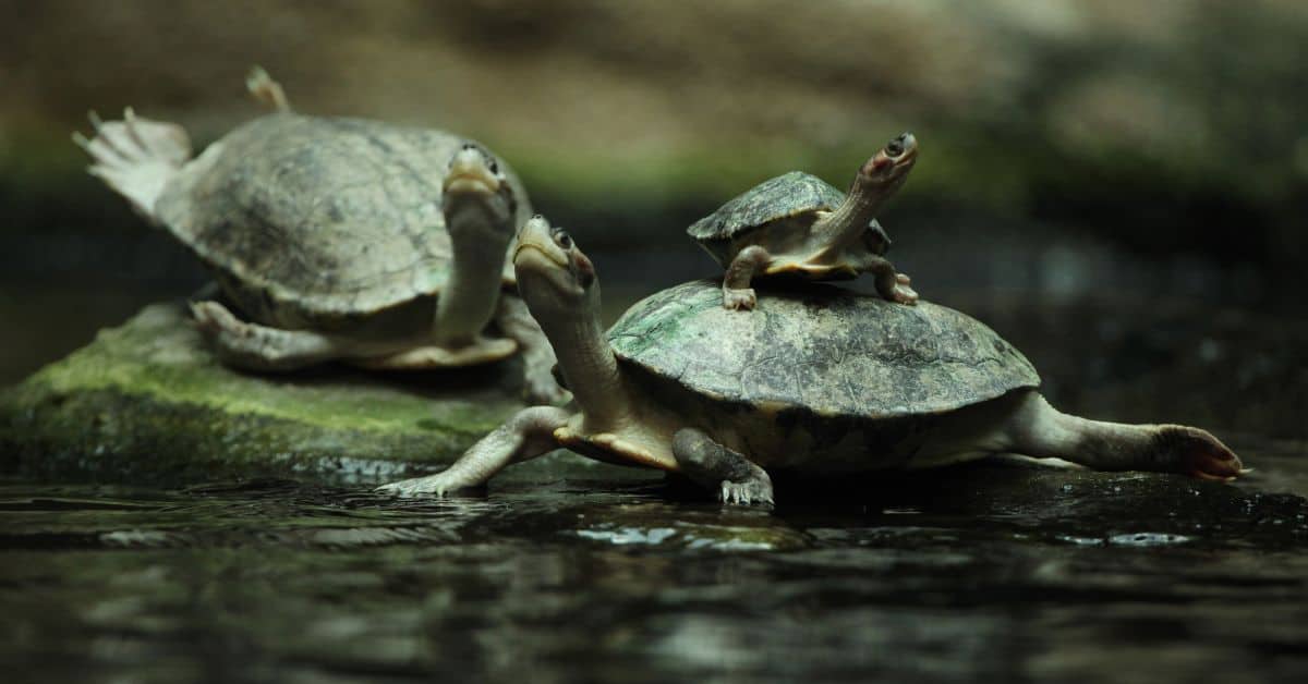 Batagur affinis (Southern River Terrapin) – The Turtle Hub