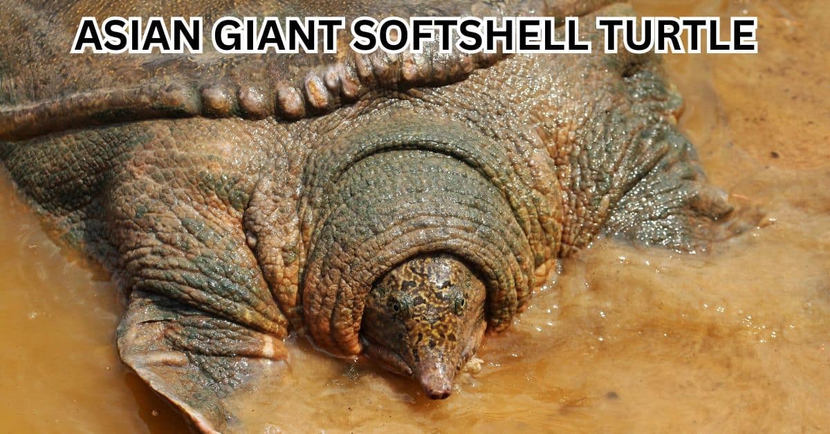 Chitra chitra (Asian Giant Softshell Turtle) – The Turtle Hub