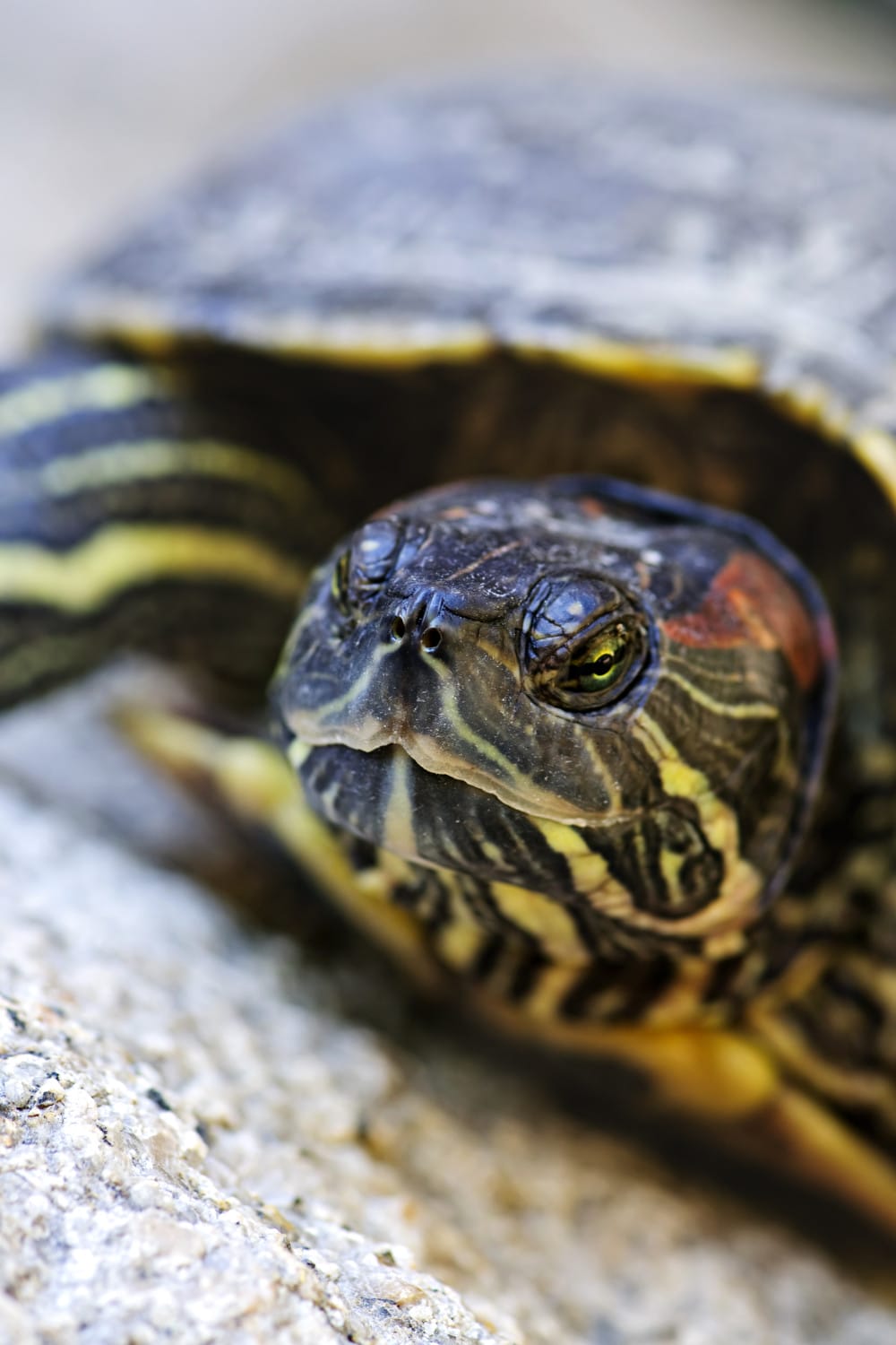 17 Types of Pet Turtles: Best Turtles to Have as Pets – The Turtle Hub