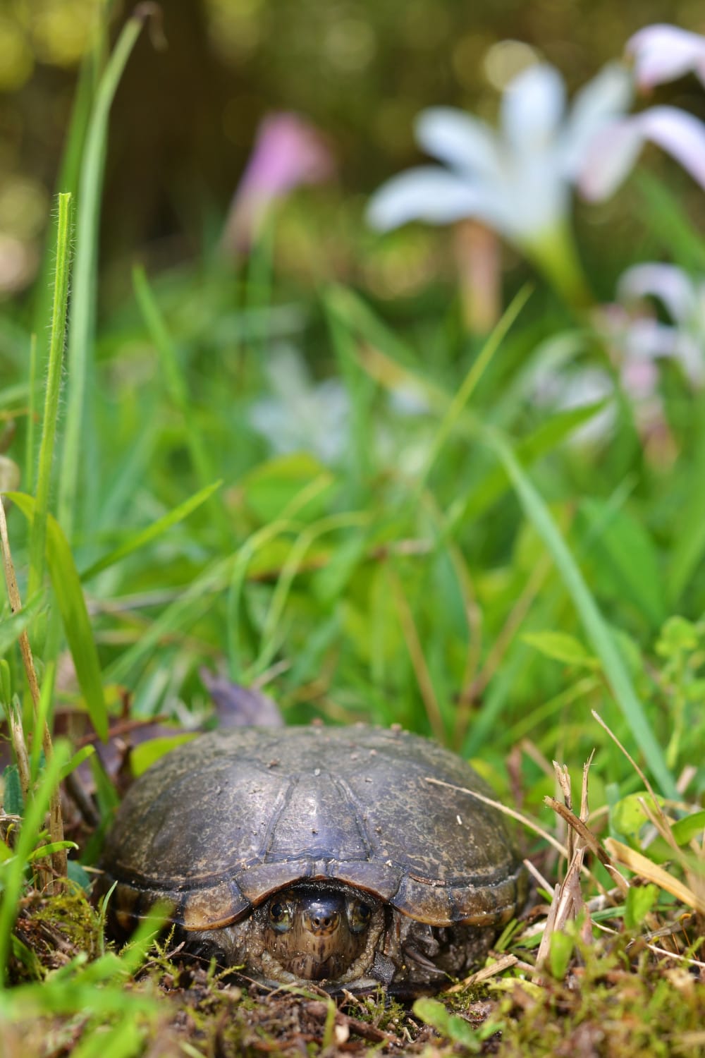 17 Types of Pet Turtles: Best Turtles to Have as Pets – The Turtle Hub