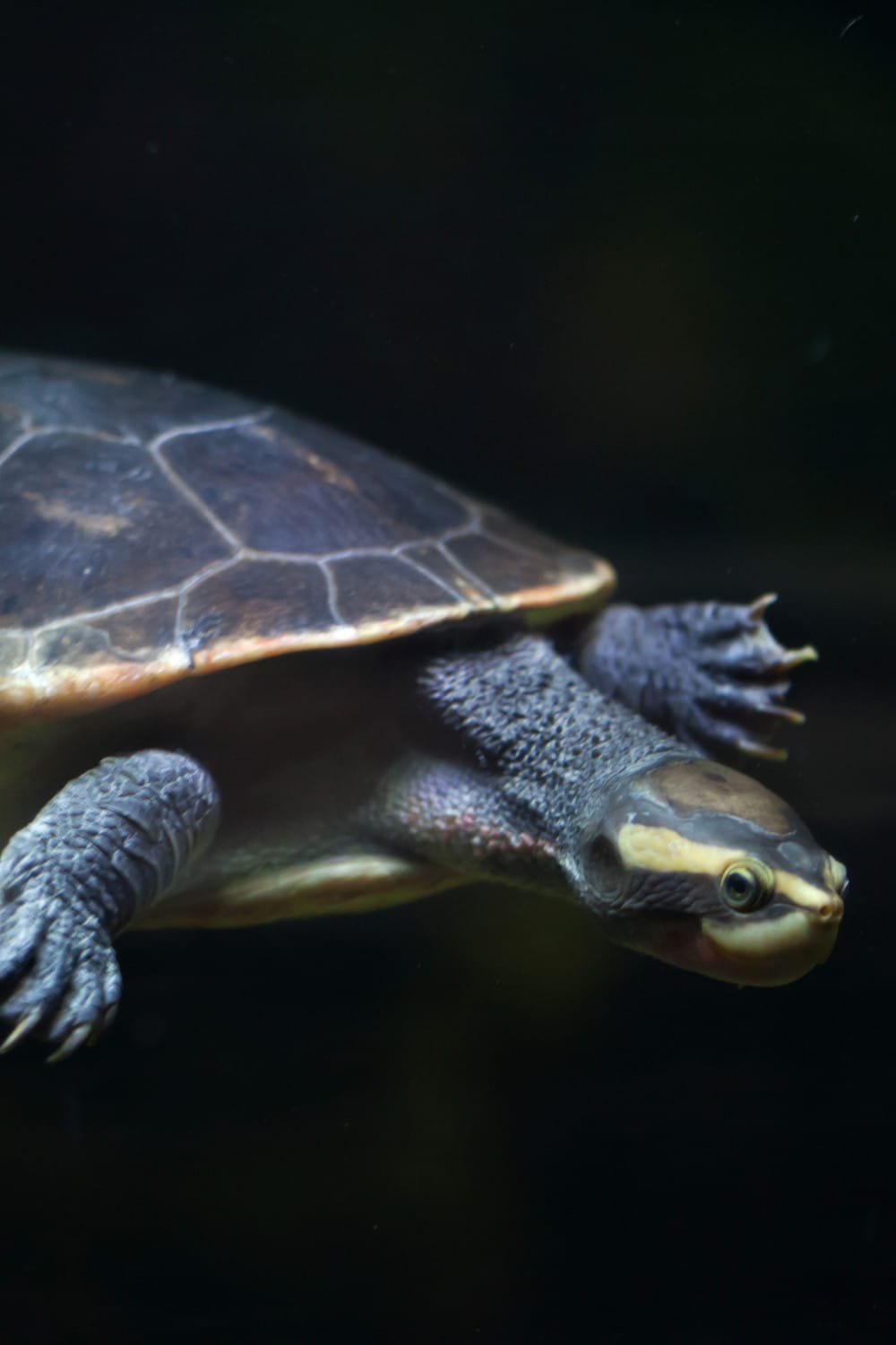 17 Types of Pet Turtles: Best Turtles to Have as Pets – The Turtle Hub