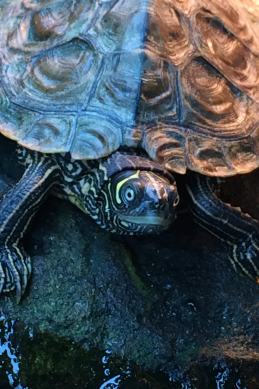 17 Types of Pet Turtles: Best Turtles to Have as Pets – The Turtle Hub