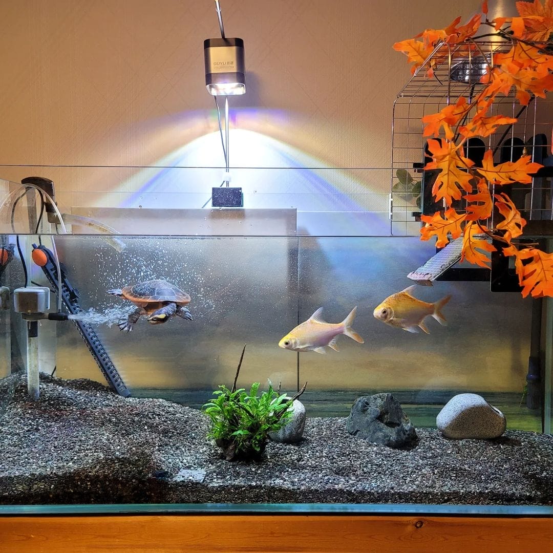 28 Turtle Tank Decoration Ideas You & Your Turtle Will Love – The ...