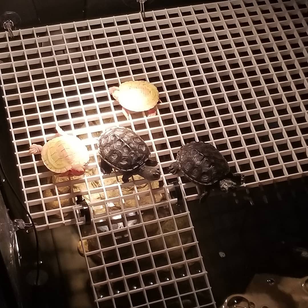 26 DIY Turtle Basking Area Ideas For A Perfect Sunning Spot – The ...