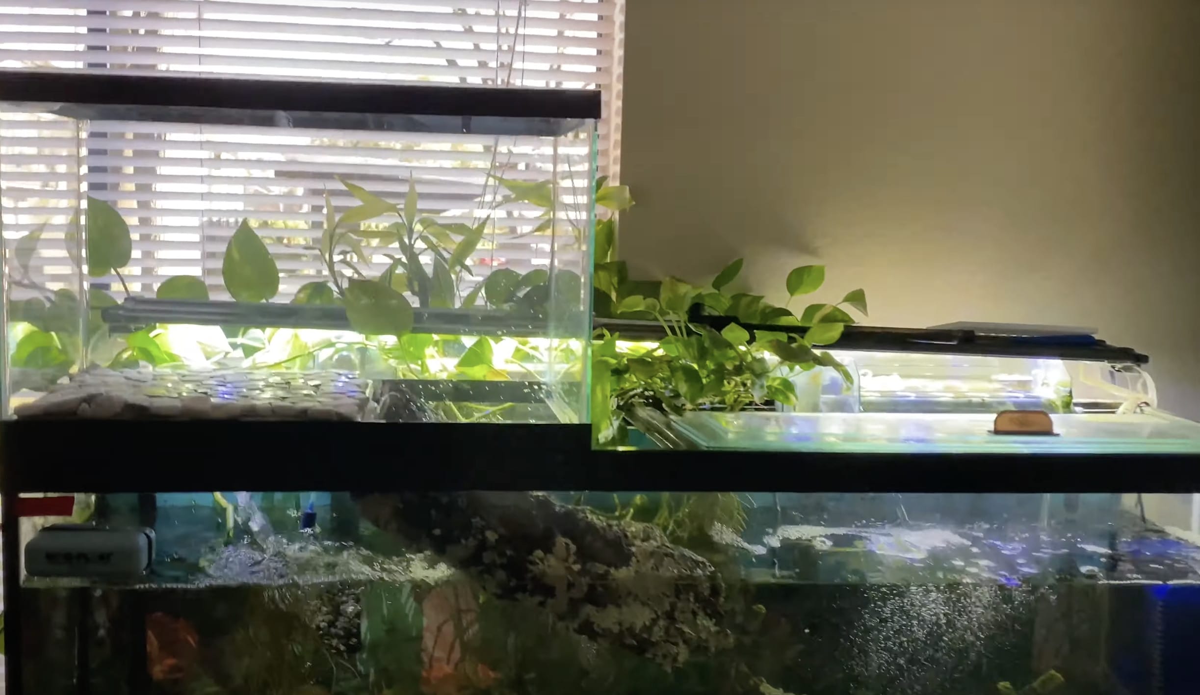 26 DIY Turtle Basking Area Ideas For A Perfect Sunning Spot – The ...