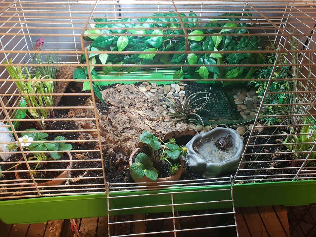 25 DIY Box Turtle Habitat Ideas & Inspirations For Beginners – The ...