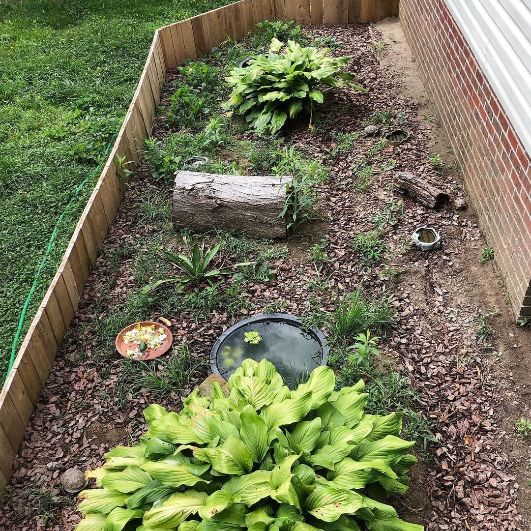 25 DIY Box Turtle Habitat Ideas & Inspirations For Beginners – The ...