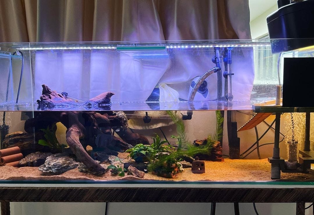 28 Turtle Tank Decoration Ideas You & Your Turtle Will Love – The ...