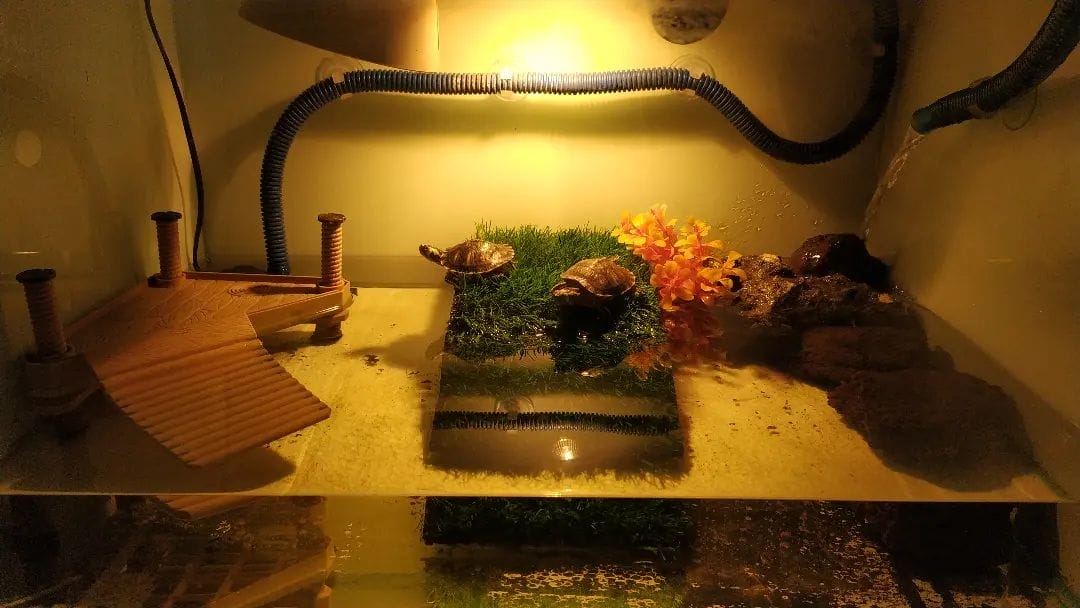 28 Turtle Tank Decoration Ideas You & Your Turtle Will Love – The ...