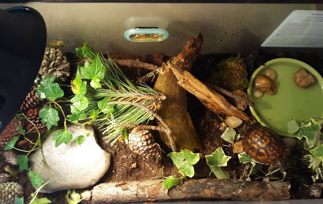25 DIY Box Turtle Habitat Ideas & Inspirations For Beginners – The ...