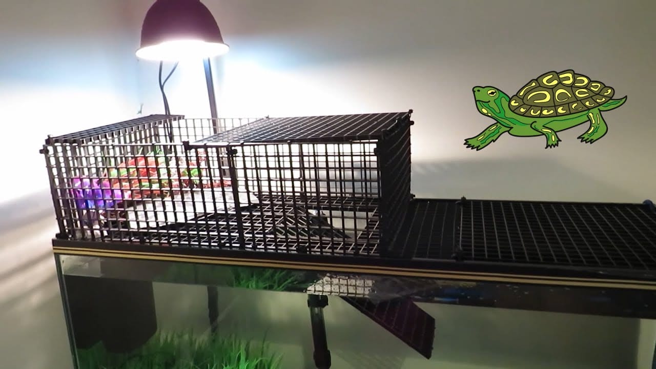 26 DIY Turtle Basking Area Ideas For A Perfect Sunning Spot – The ...