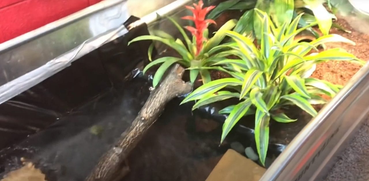 25 DIY Box Turtle Habitat Ideas & Inspirations For Beginners – The ...