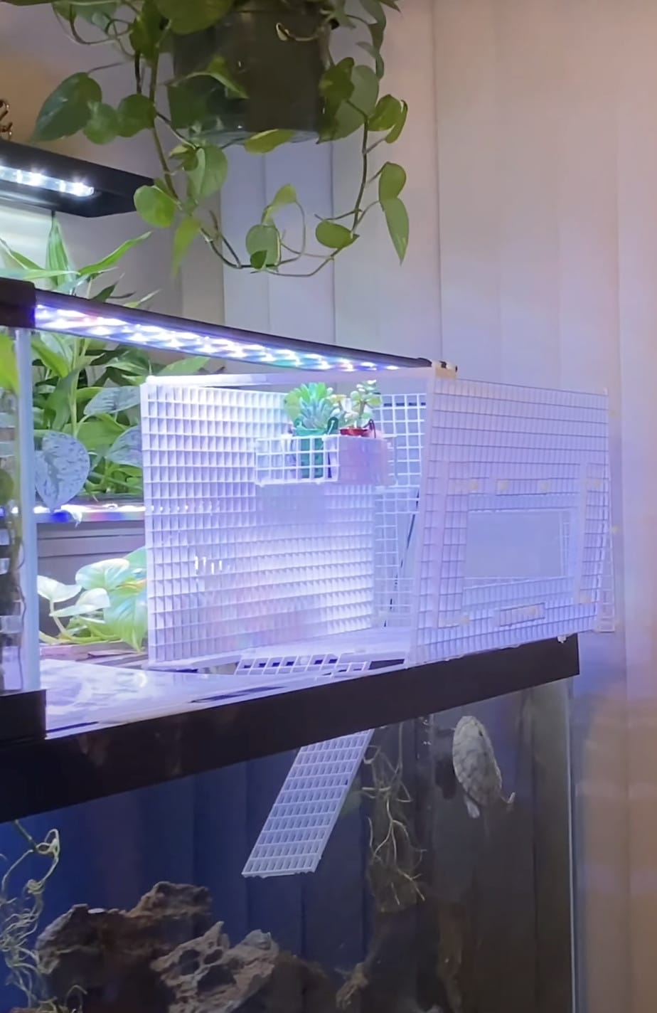 26 DIY Turtle Basking Area Ideas For A Perfect Sunning Spot – The ...