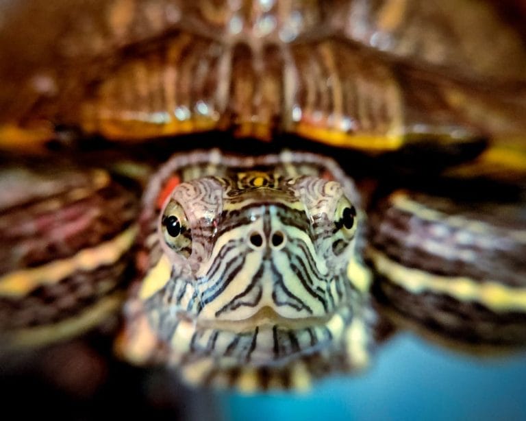 Turtle Swollen Eyes? Try These Home Remedies! – The Turtle Hub