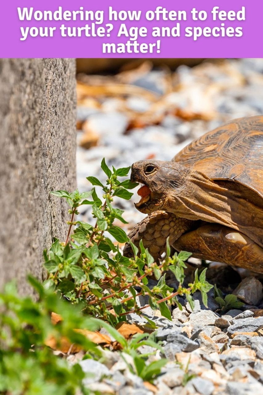 How Often Do You Feed A Turtle? – The Turtle Hub