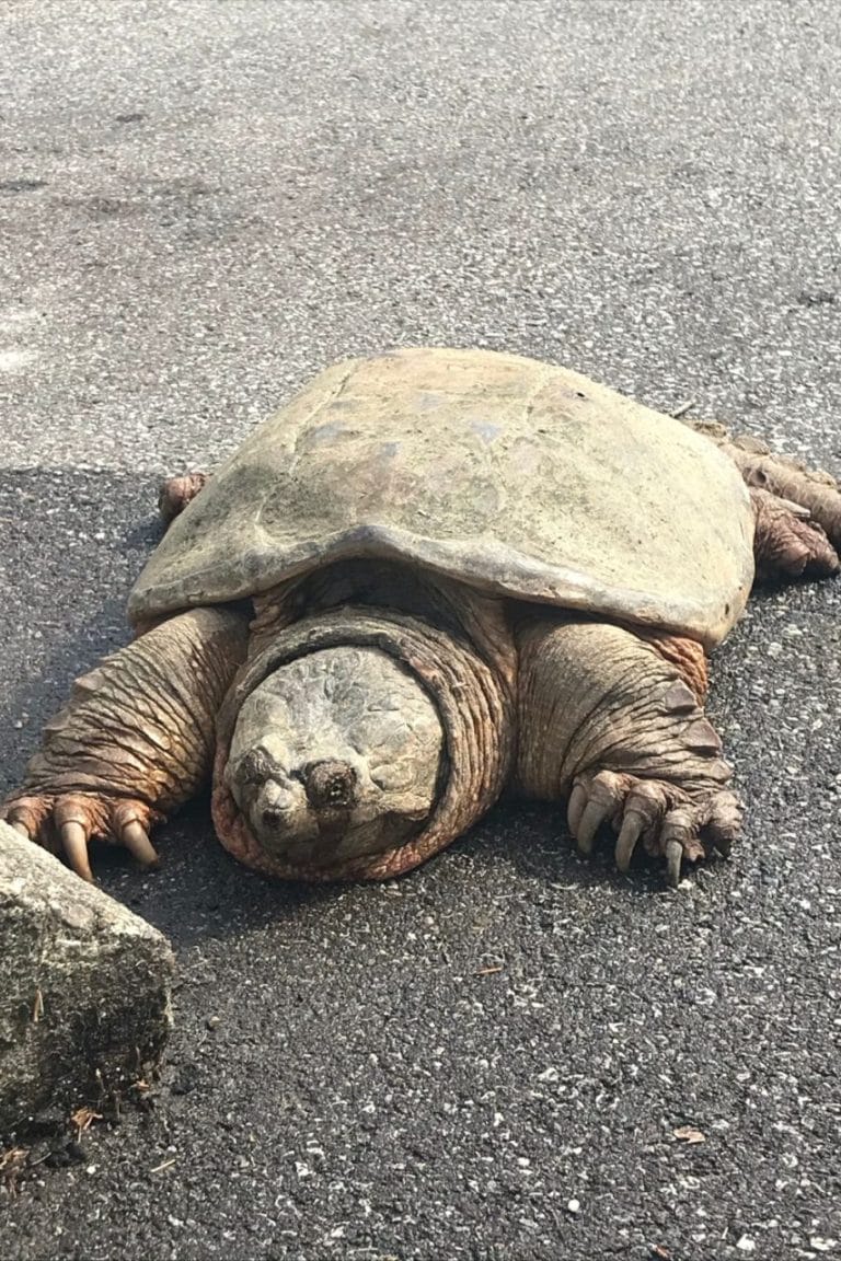 Discover How Old Your Snapping Turtle Is Just by Measuring Its Size ...