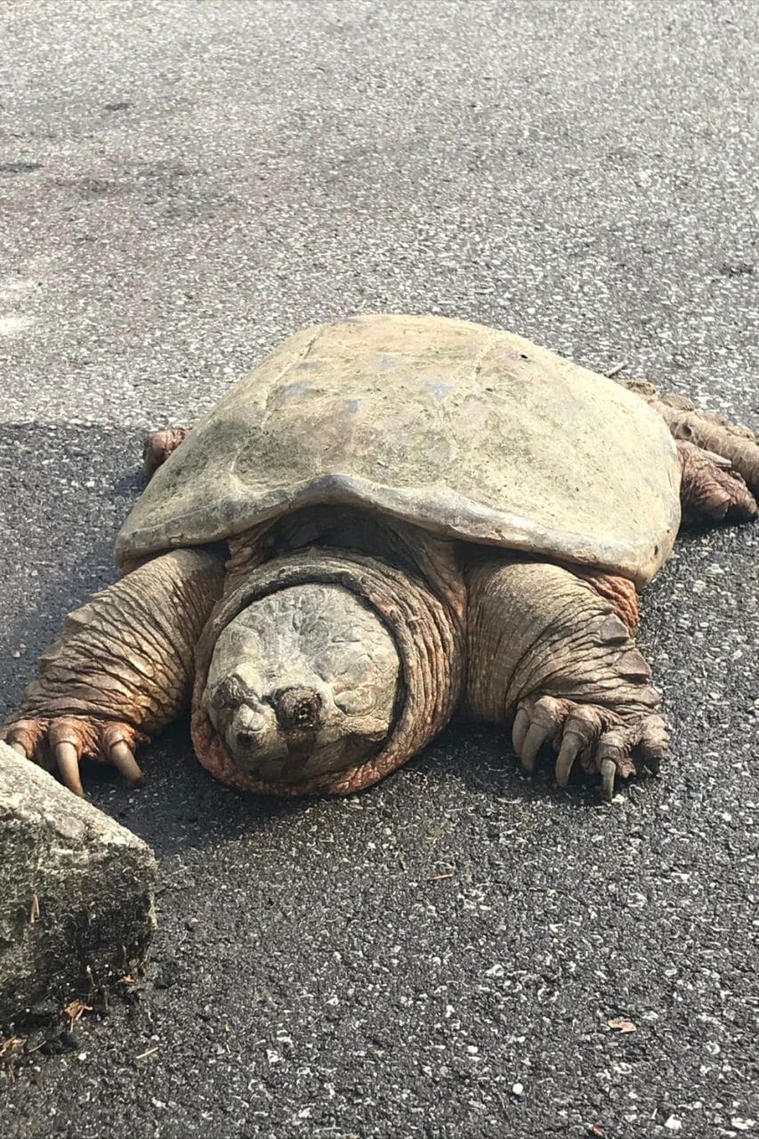 Discover How Old Your Snapping Turtle Is Just by Measuring Its Size ...
