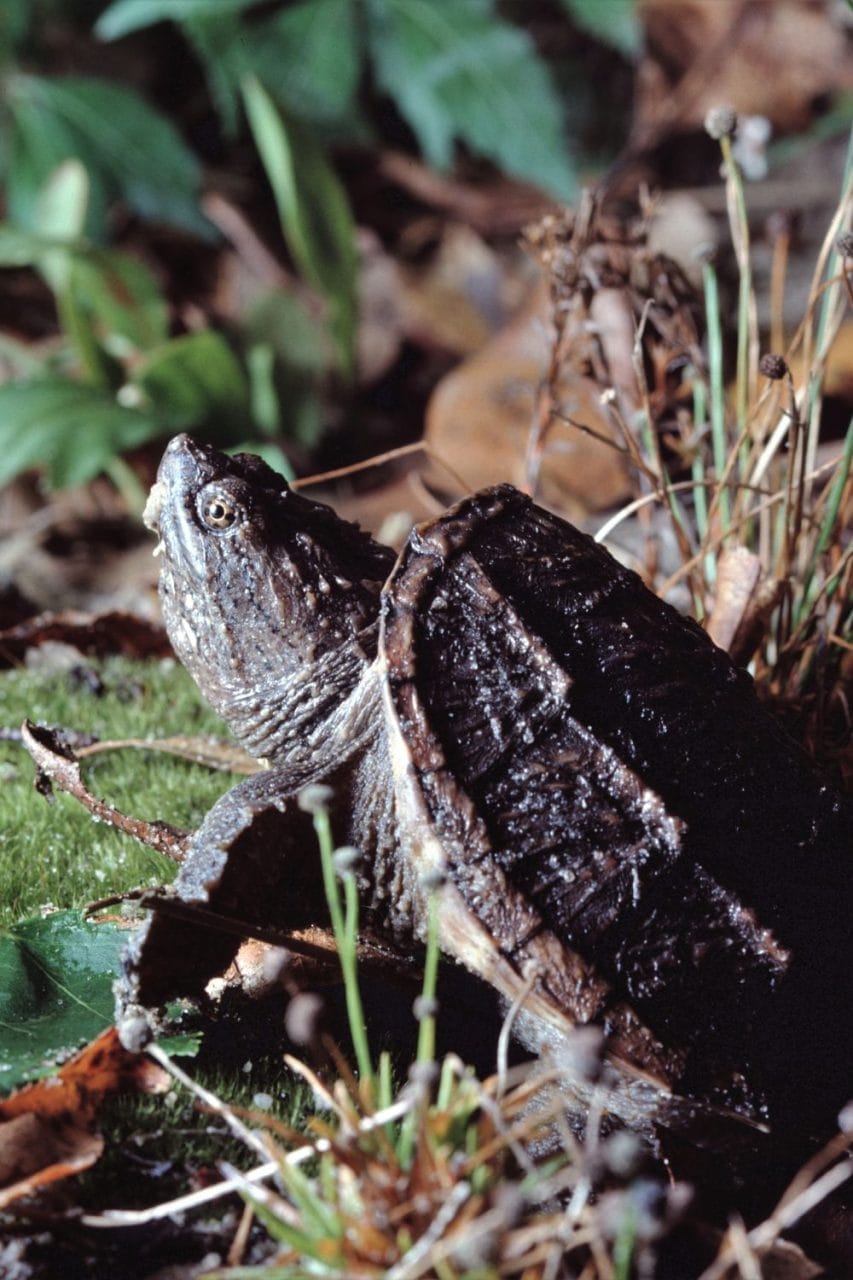 Discover How Old Your Snapping Turtle Is Just by Measuring Its Size ...