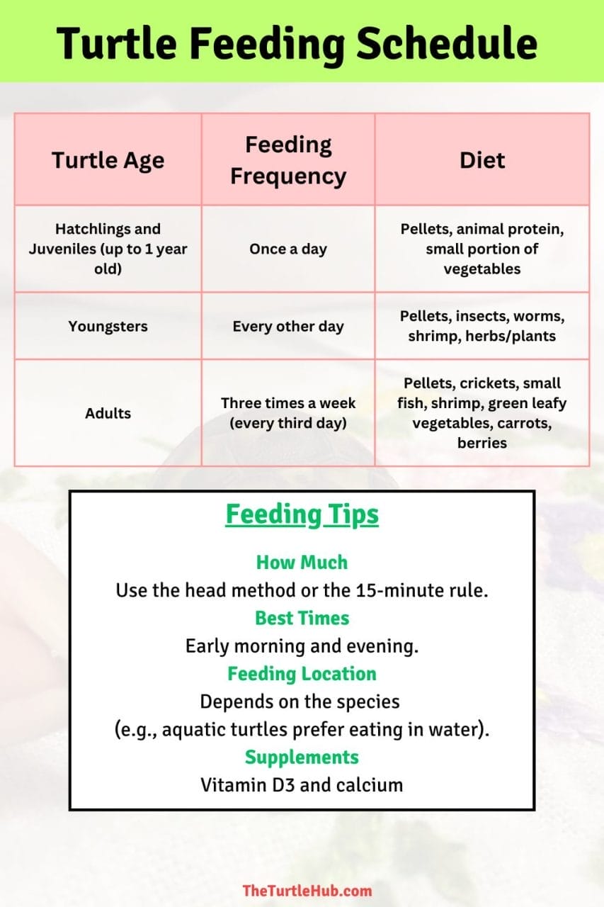 How Often Should You Feed a Turtle Without Overdoing It? – The Turtle Hub
