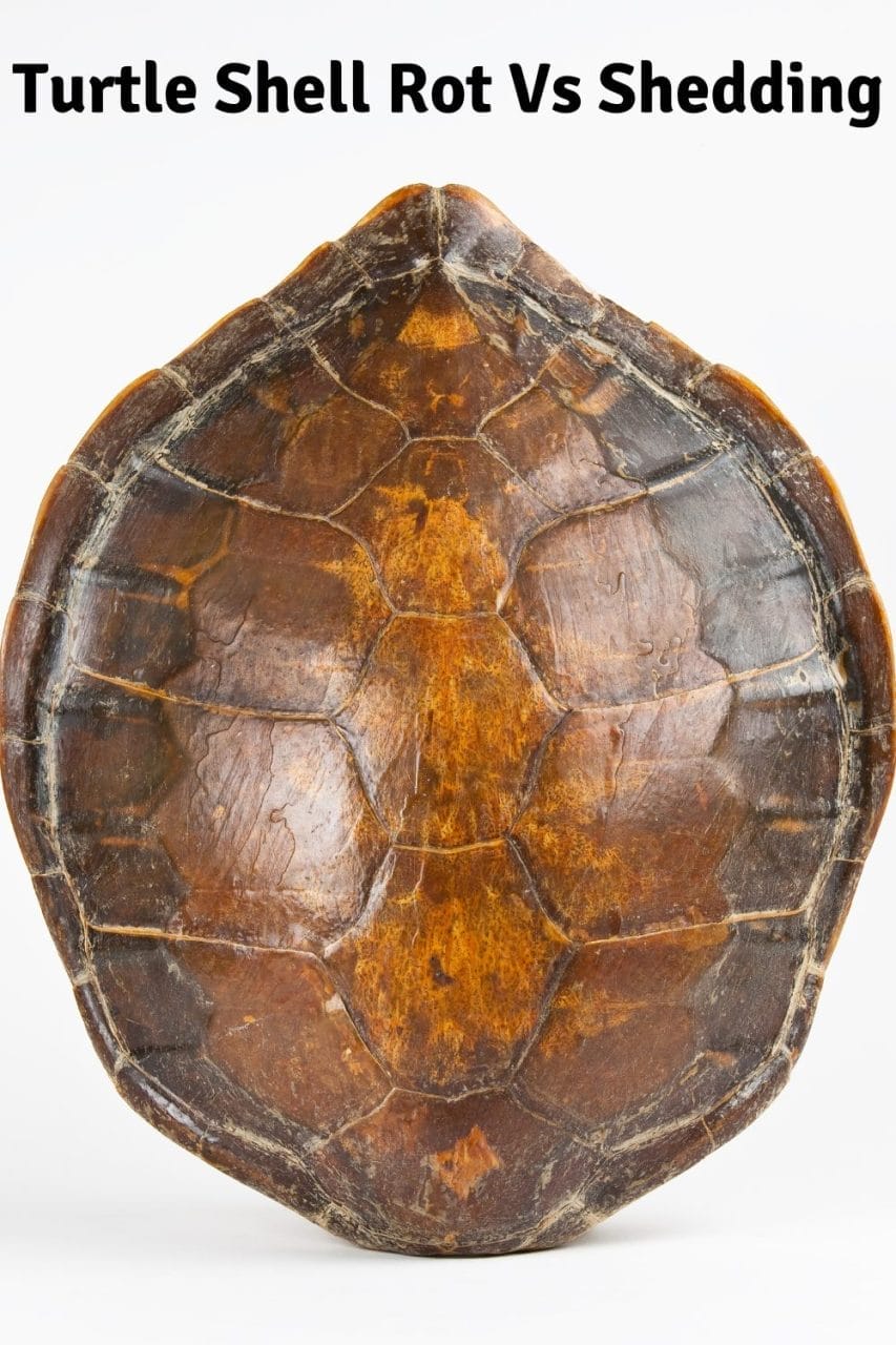 Turtle Shell Rot Vs Shedding: How To Differentiate Them? – The Turtle Hub