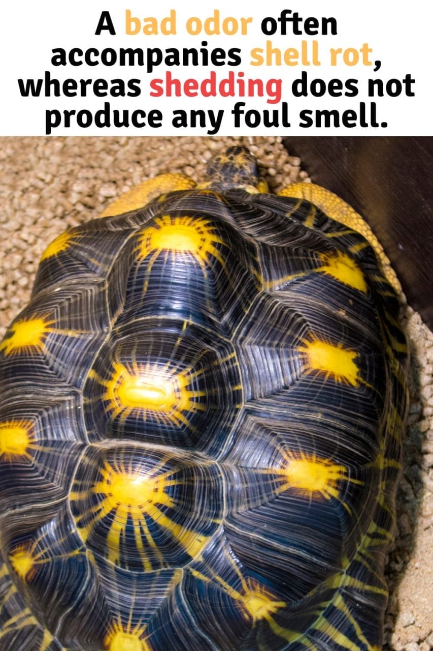 Turtle Shell Rot Vs Shedding: How To Differentiate Them? – The Turtle Hub