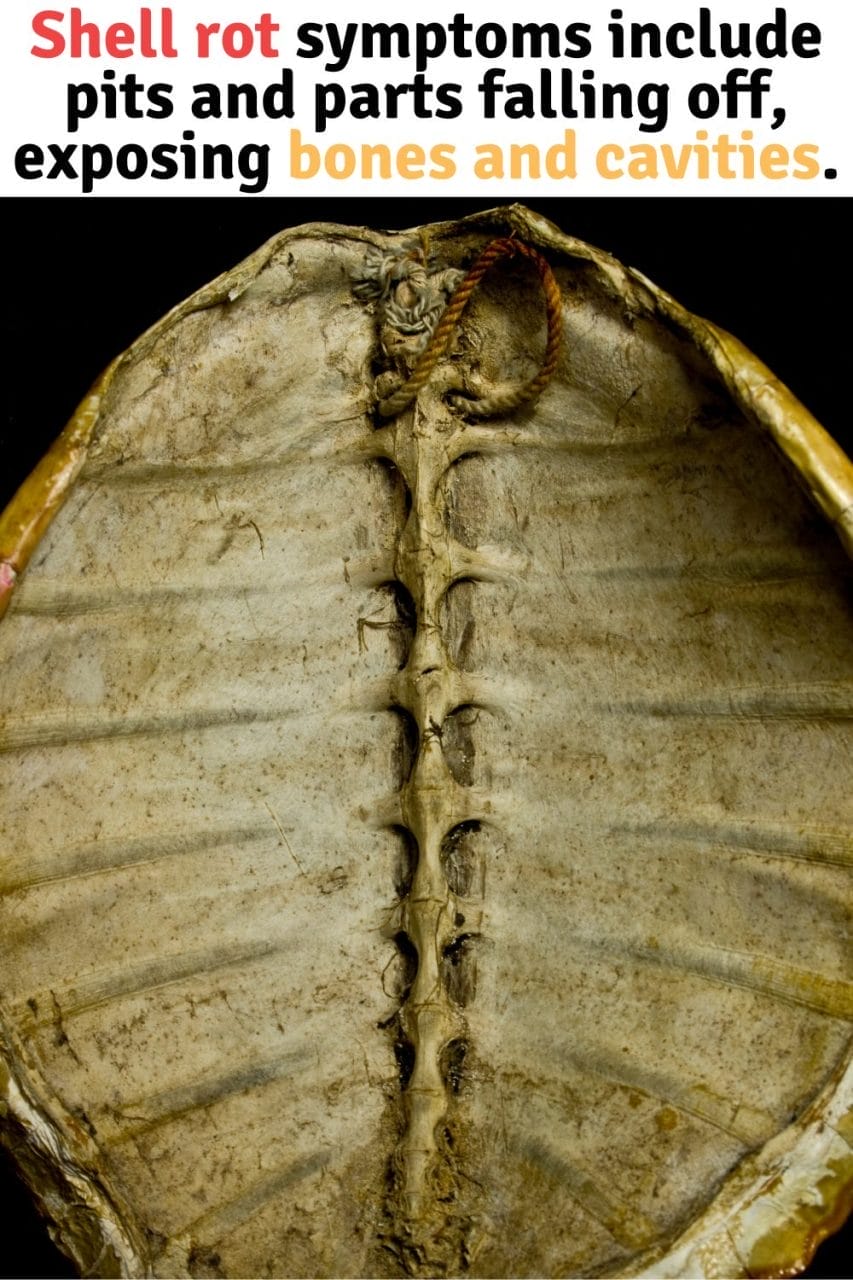 Turtle Shell Rot Vs Shedding: How To Differentiate Them? – The Turtle Hub