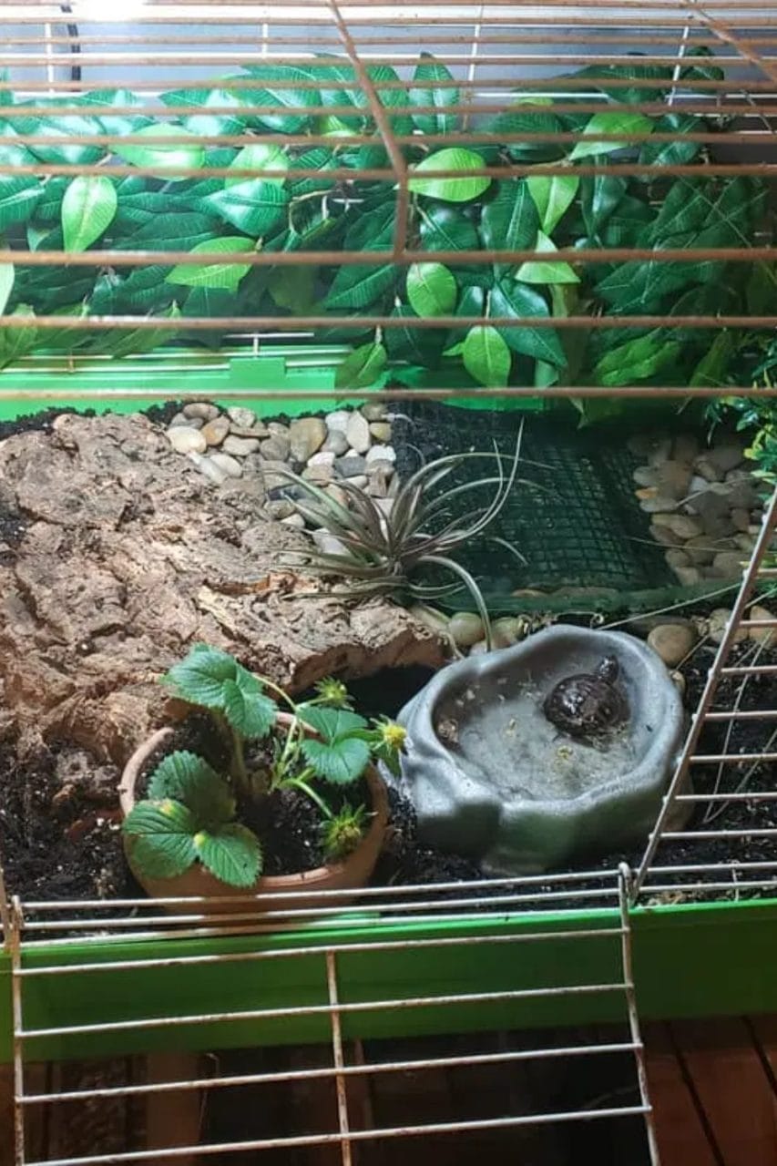 How To Setup The Perfect Indoor Box Turtle Habitat? – The Turtle Hub