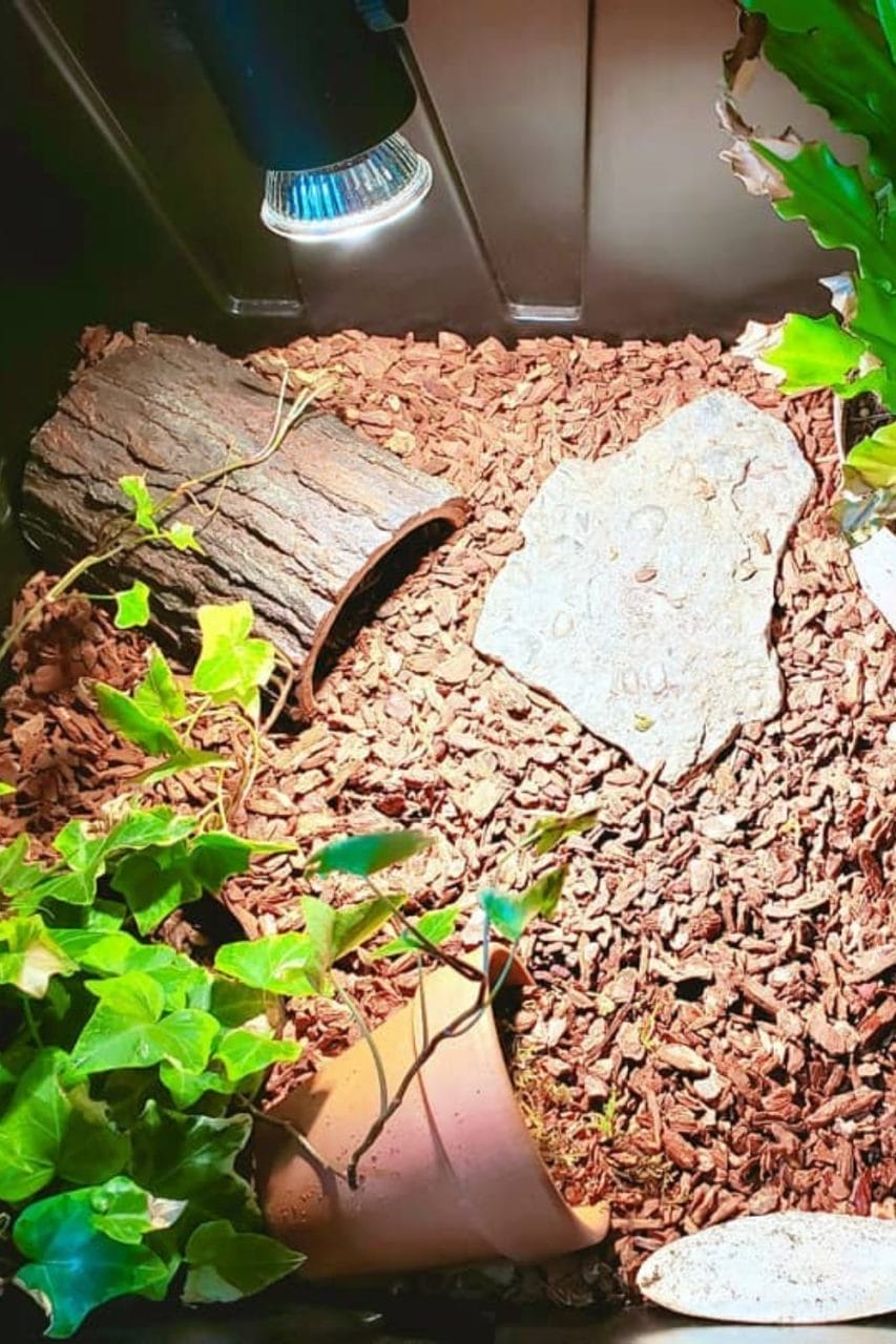 How to Build the Perfect Indoor Home for Your Box Turtle (Step-by-Step ...