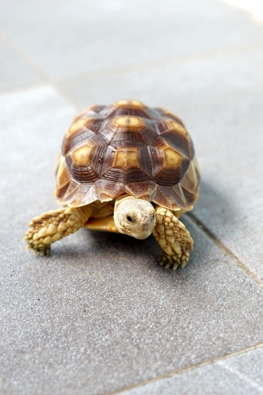 10 Signs Your Tortoise Is Sick and How to Help – The Turtle Hub