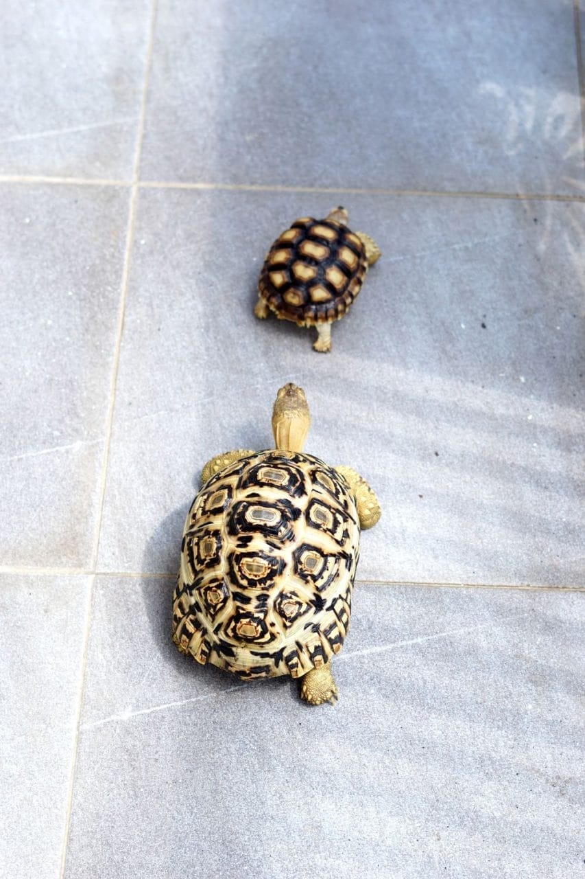 Sulcata Tortoise Growth Rate: How Fast They Grow? – The Turtle Hub