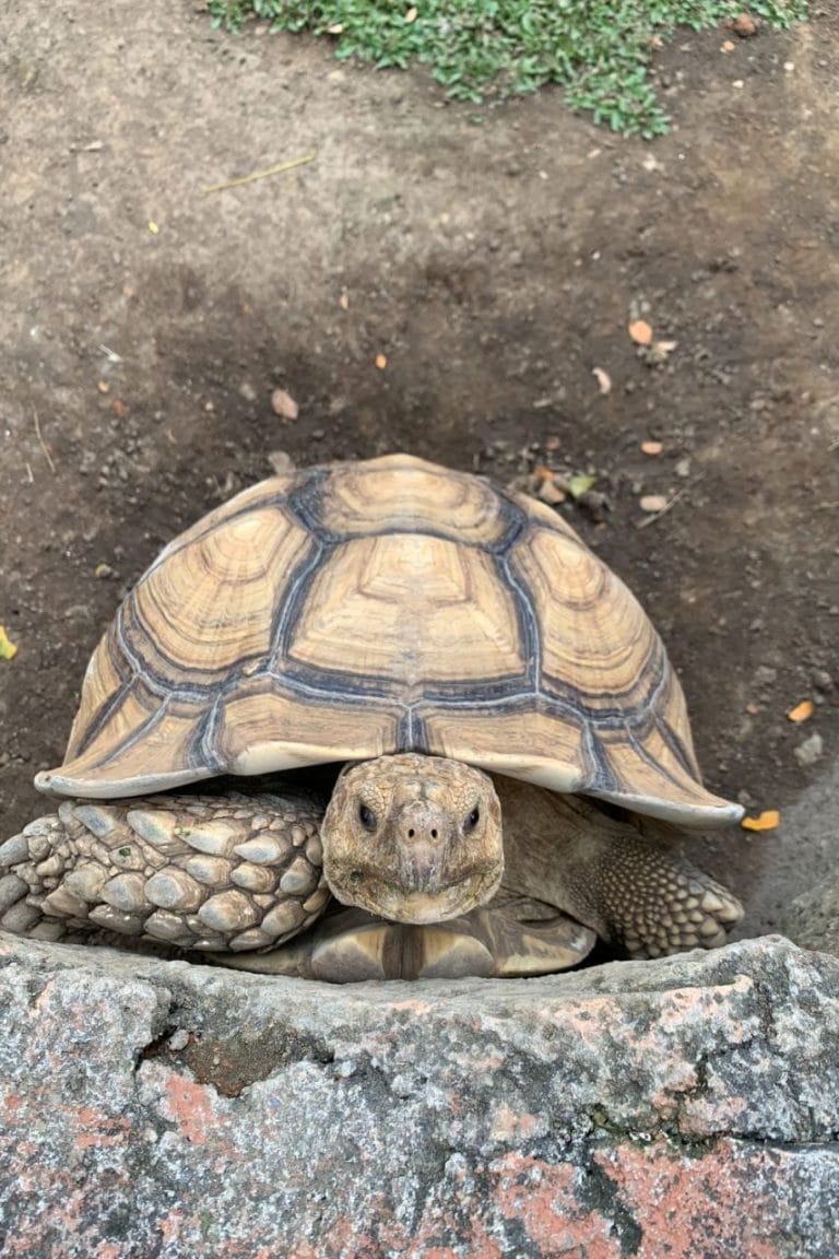 10 Signs Your Tortoise Is Sick and How to Help – The Turtle Hub