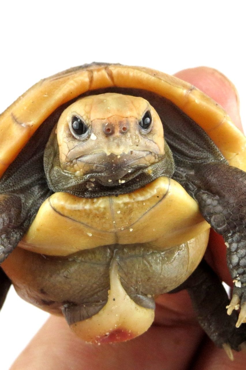 Baby Tortoise Diet & Feeding Guide For Beginners – The Turtle Hub