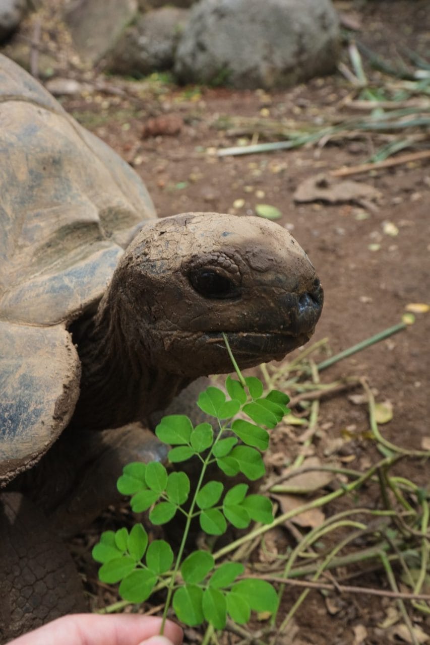 Baby Tortoise Diet & Feeding Guide For Beginners – The Turtle Hub