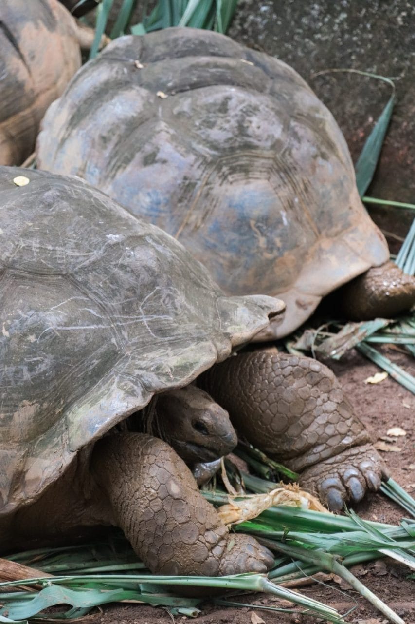 Baby Tortoise Diet & Feeding Guide For Beginners – The Turtle Hub