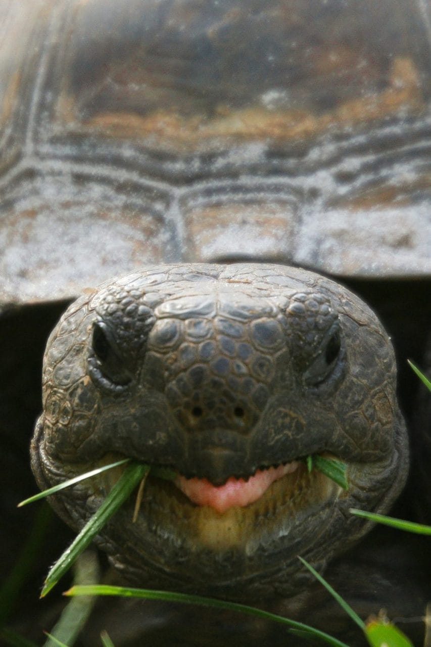 Baby Tortoise Diet & Feeding Guide For Beginners – The Turtle Hub