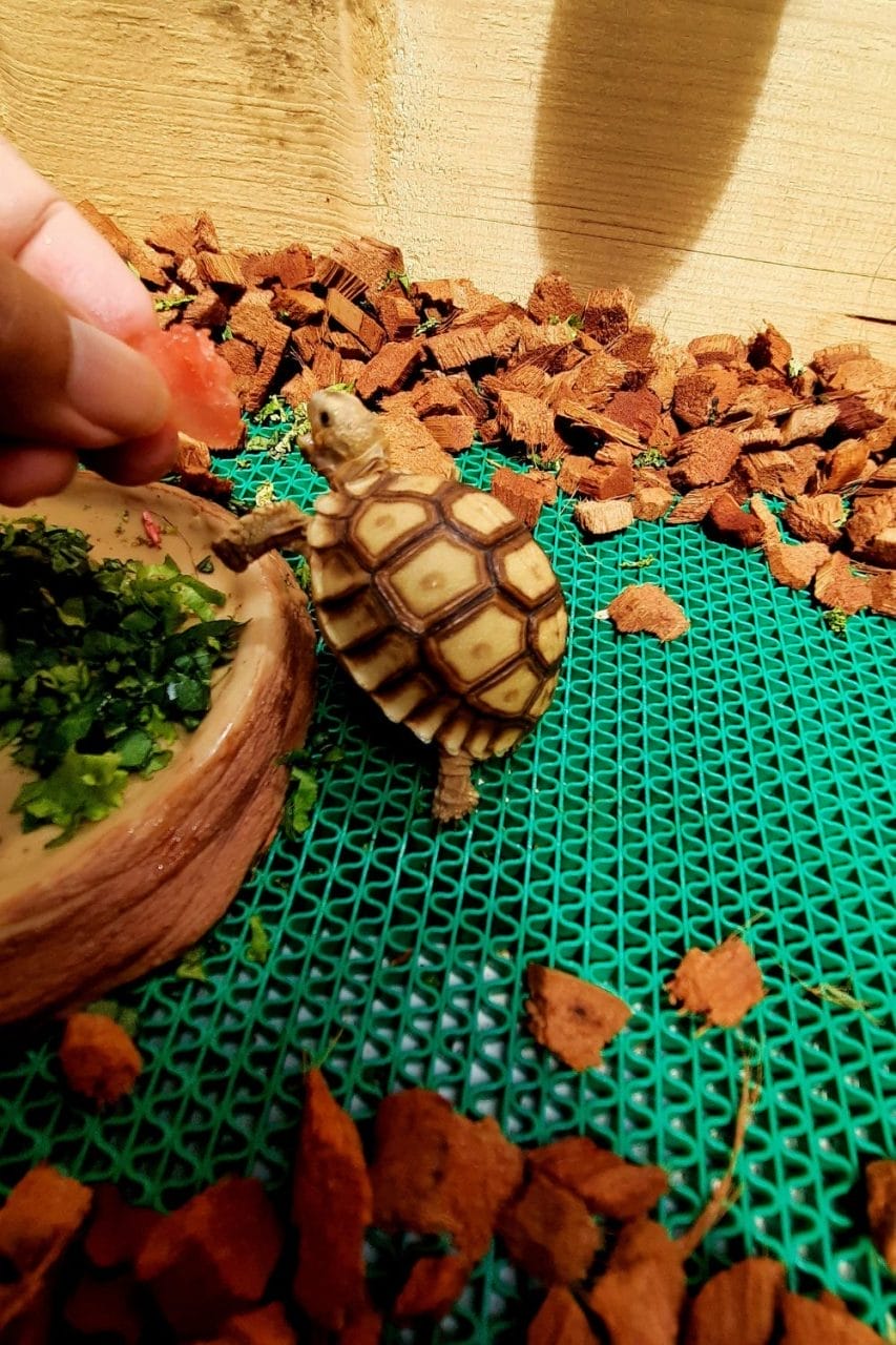 Baby Tortoise Diet & Feeding Guide For Beginners – The Turtle Hub