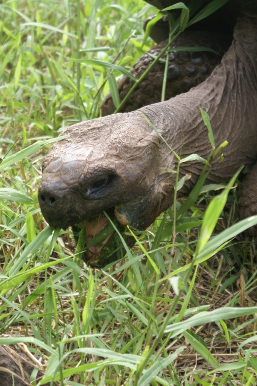 Baby Tortoise Diet & Feeding Guide For Beginners – The Turtle Hub