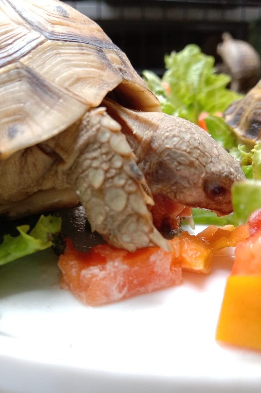 Baby Tortoise Diet & Feeding Guide For Beginners – The Turtle Hub