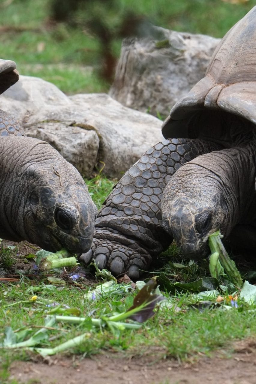 Baby Tortoise Diet & Feeding Guide For Beginners – The Turtle Hub