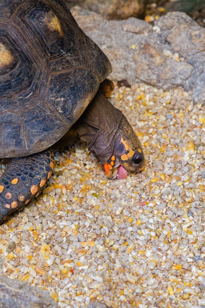 Baby Tortoise Diet & Feeding Guide For Beginners – The Turtle Hub