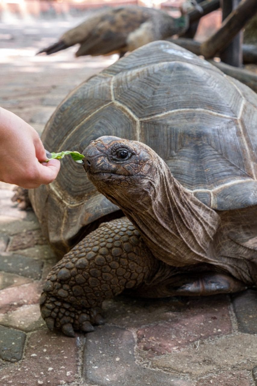 Baby Tortoise Diet & Feeding Guide For Beginners – The Turtle Hub