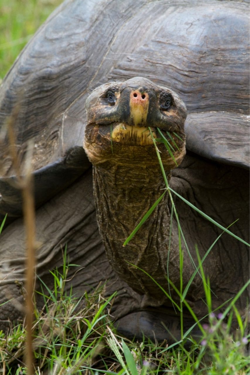 Baby Tortoise Diet & Feeding Guide For Beginners – The Turtle Hub