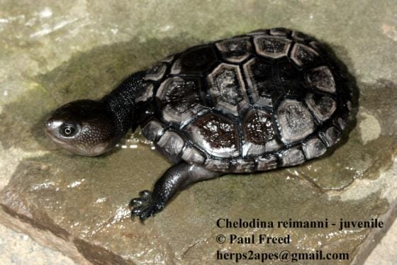 Chelodina – The Turtle Hub
