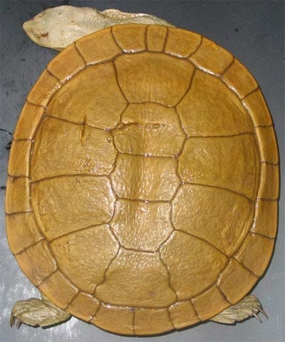 Chelodina canni (Cann’s Snake-necked Turtle) – The Turtle Hub