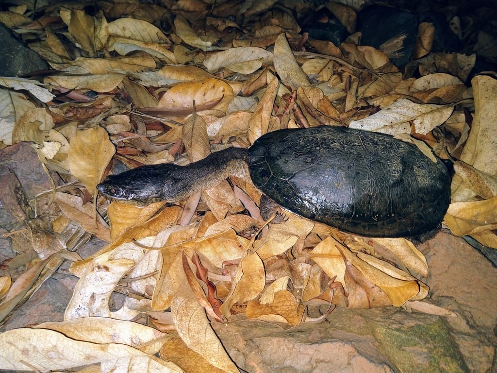 Chelodina expansa (Broad-shelled river turtle) – The Turtle Hub