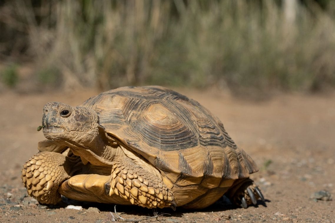 Chelonoidis chilensis (Chaco Tortoise) – The Turtle Hub
