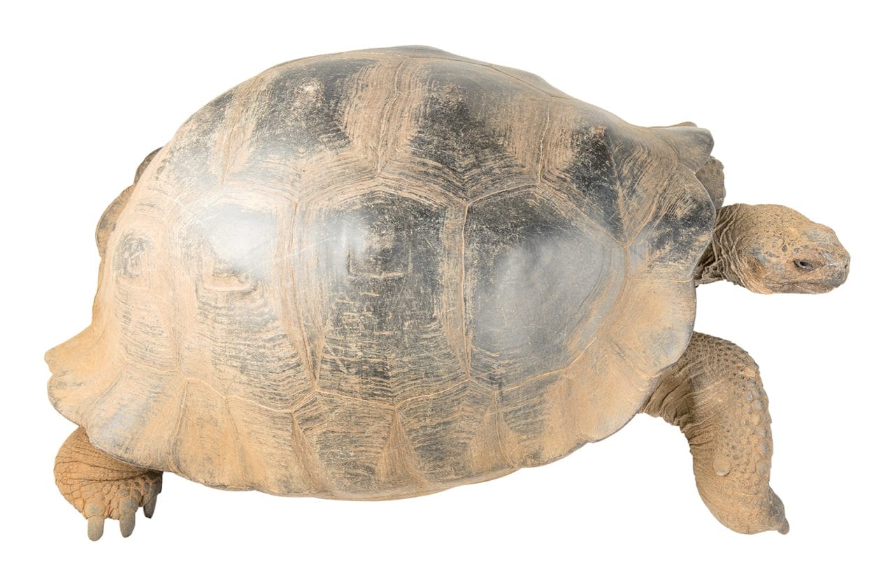 Chelonoidis darwini (Santiago Island Tortoise) – The Turtle Hub